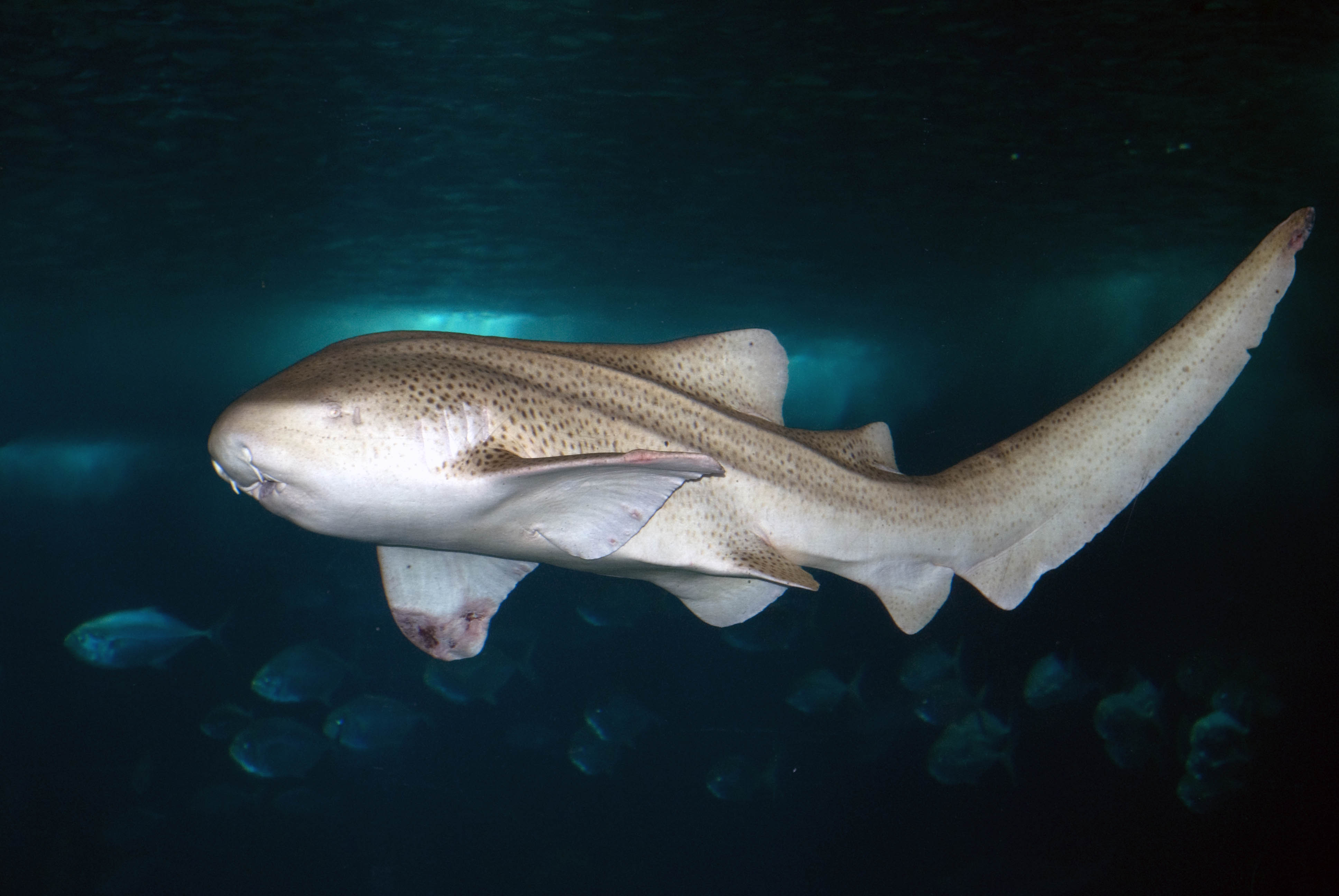 Les requins pélagiques côtiers – Reef sharks | Protection requins
