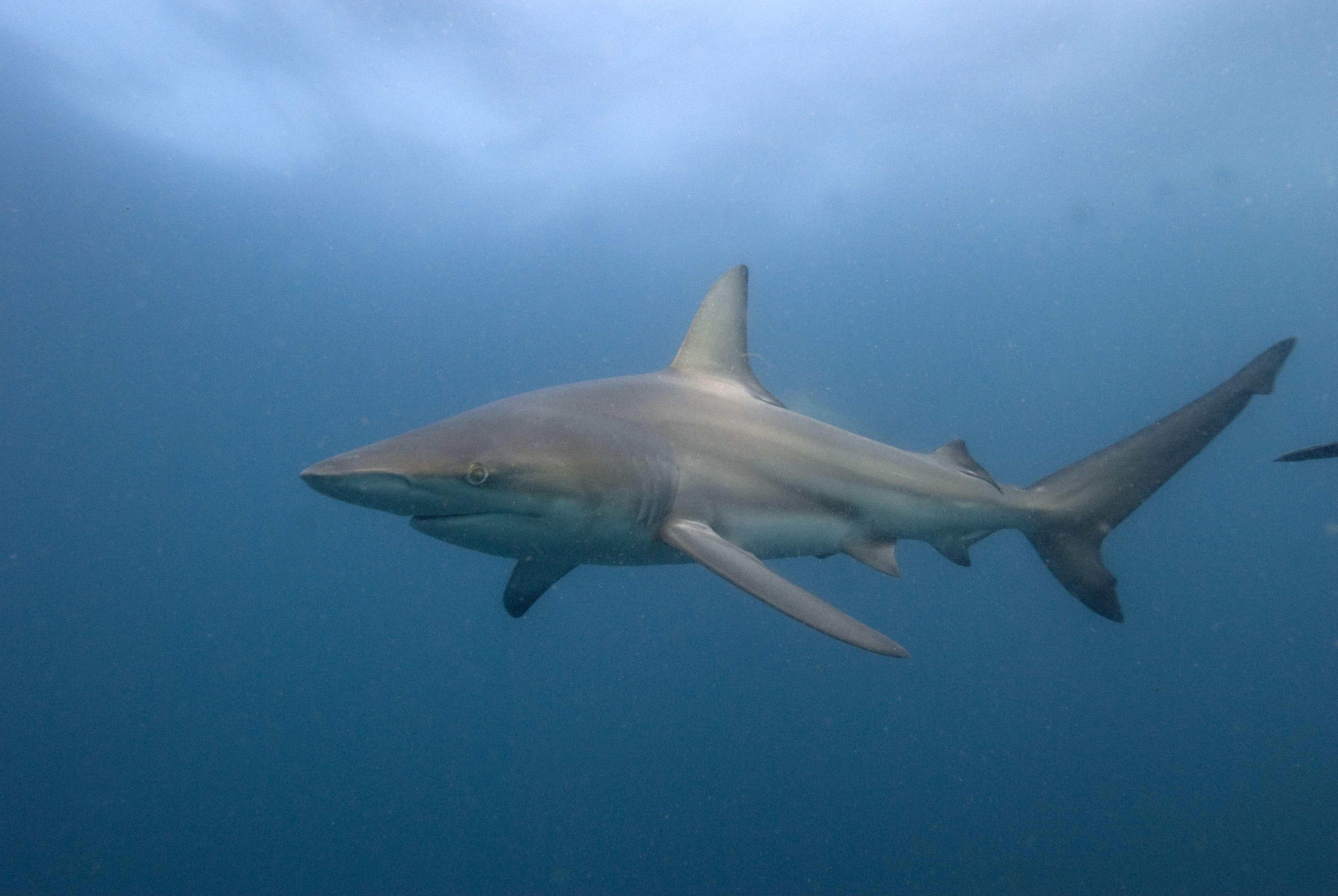 Les requins pélagiques côtiers – Reef sharks | Protection requins