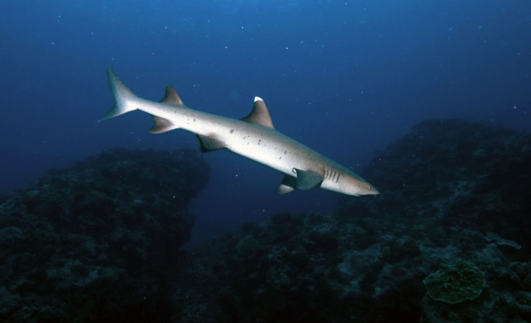 Les requins pélagiques côtiers - Reef sharks - Protection requins