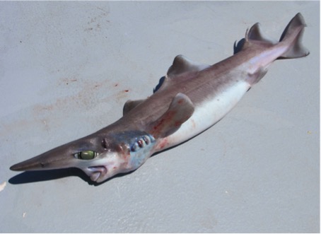 Les requins des profondeurs - Deep sea sharks - Protection requins