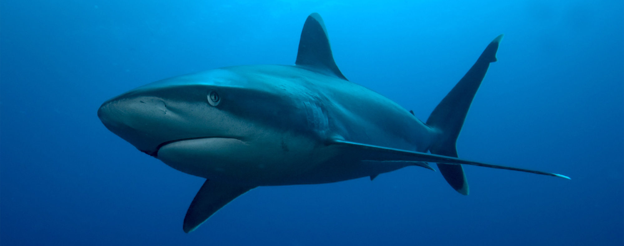 D'où vient la peur des requins ? - Protection requins