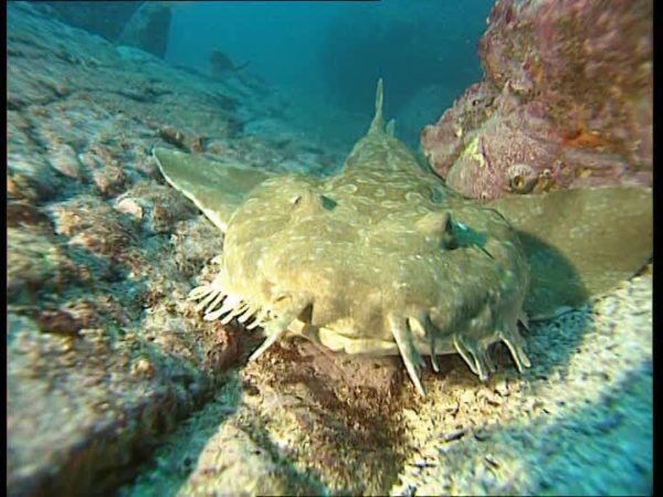 Les requins benthiques - Benthic sharks - Protection requins