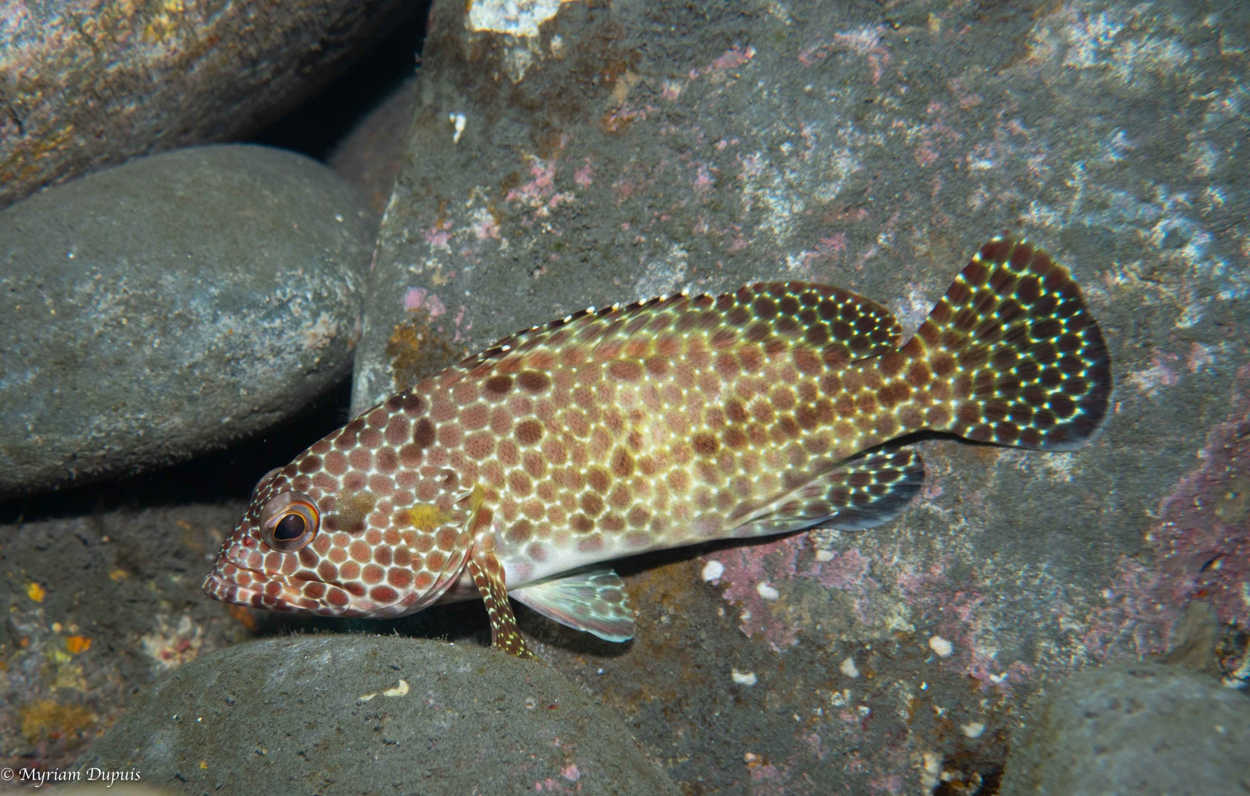 Bilan de situation et enjeux de conservation pour les poissons récifaux ...