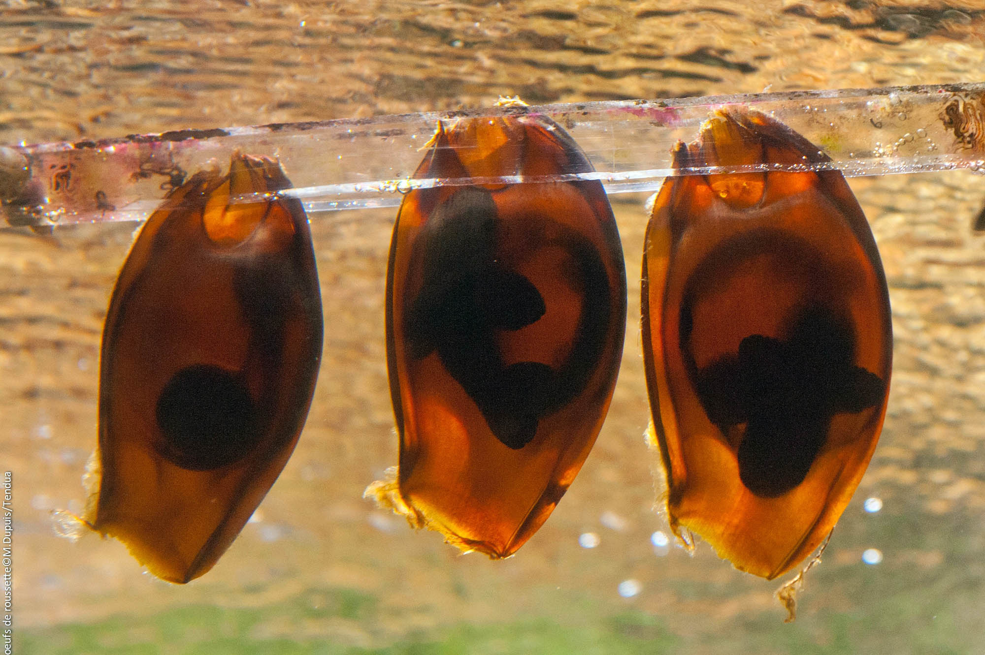 Les modes de reproduction des requins - Protection requins