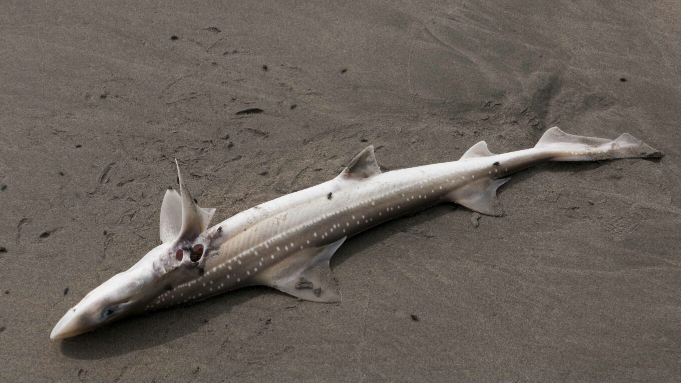 Les requins émettent-ils des sons ? - Protection requins