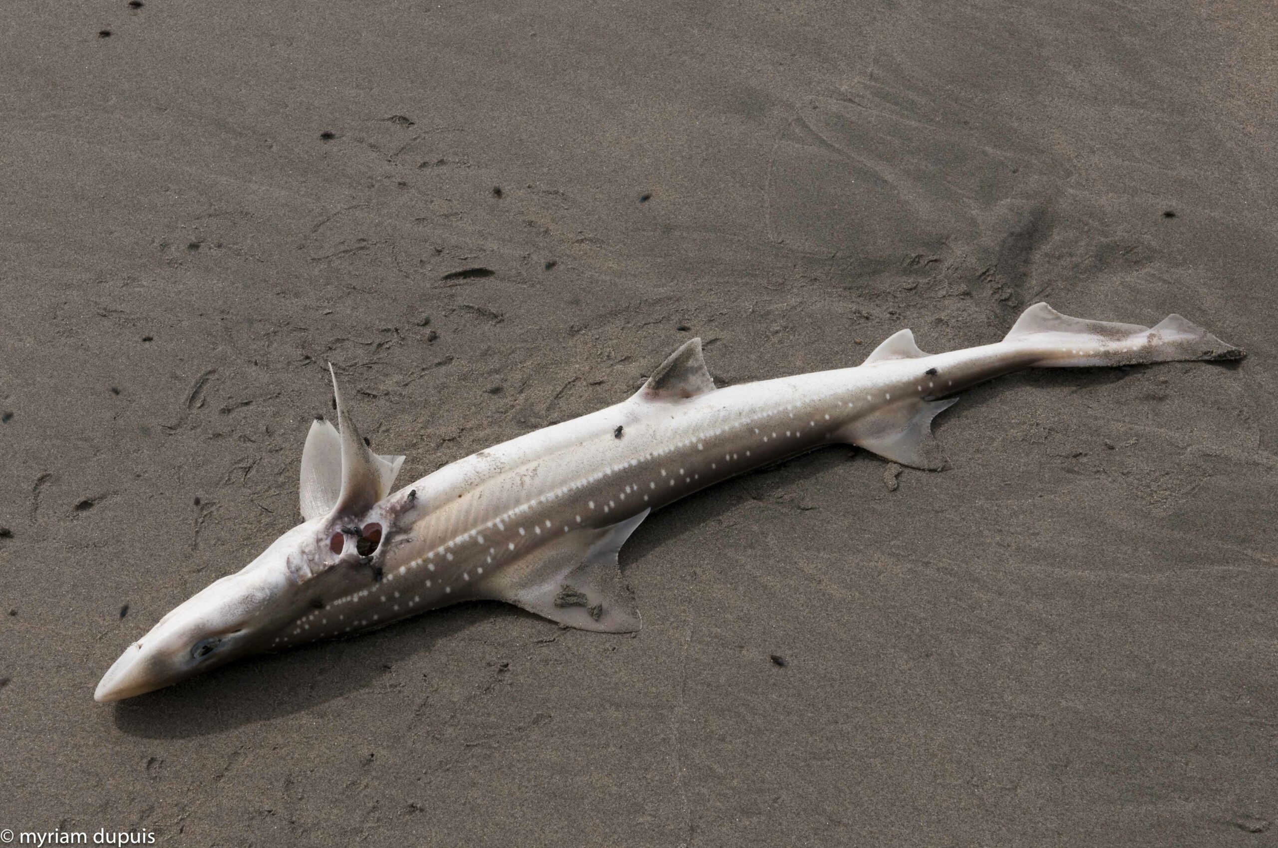 Les requins émettent-ils des sons ? - Protection requins