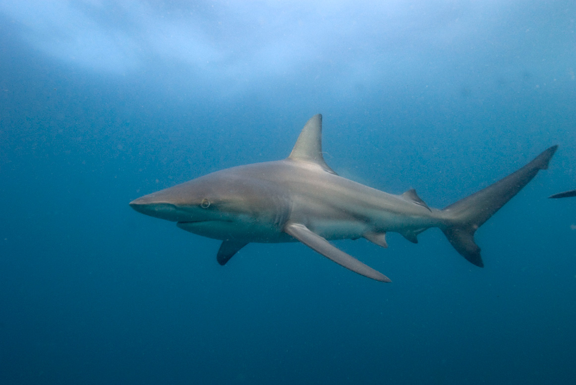 Squelette de requin, un chef-d’œuvre de biomécanique naturelle ...